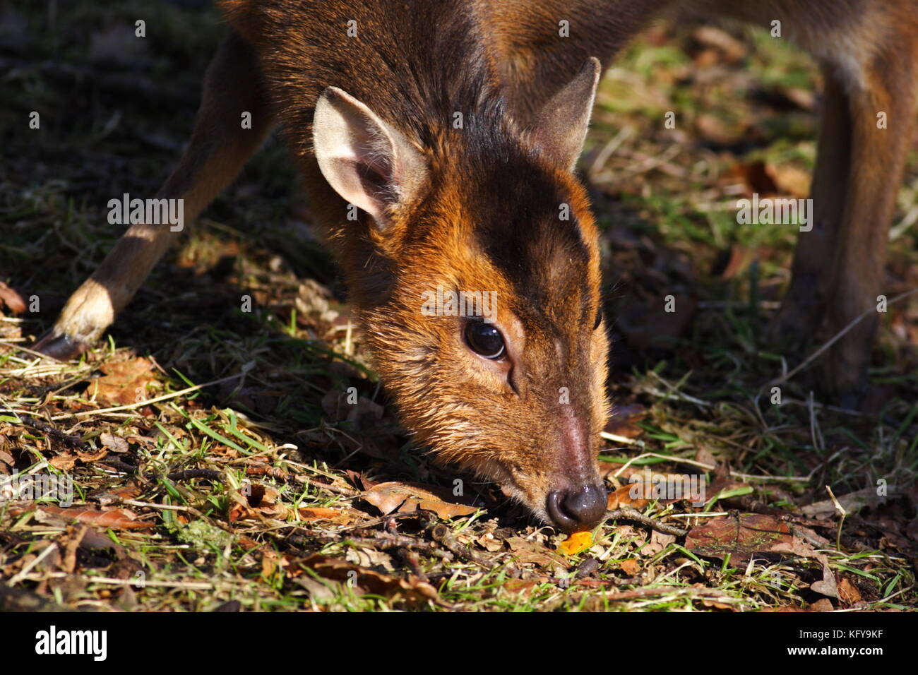 Muntjac deer fawn hi-res stock photography and images - Alamy