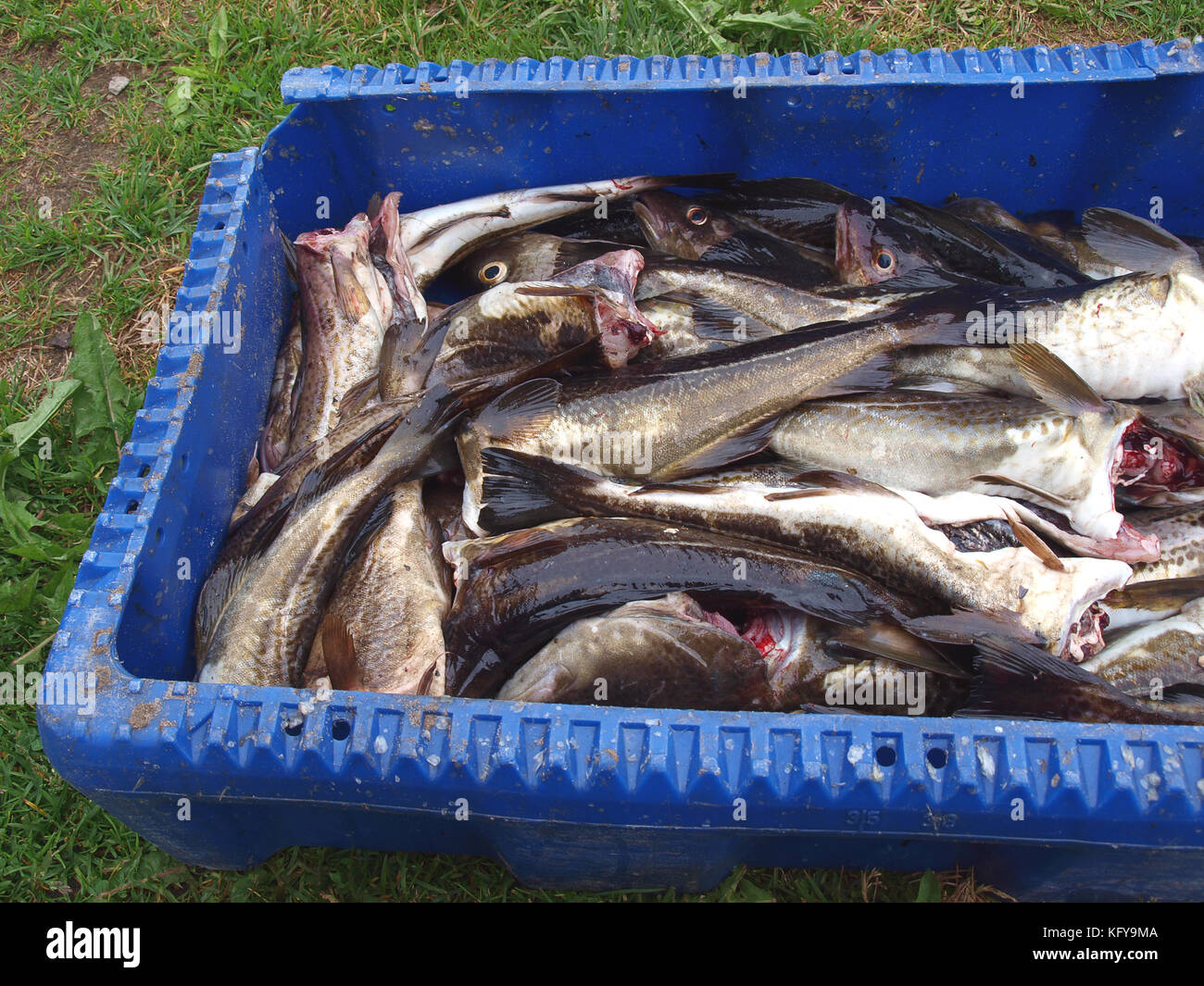 Plastic box with fresh cod close up Stock Photo - Alamy