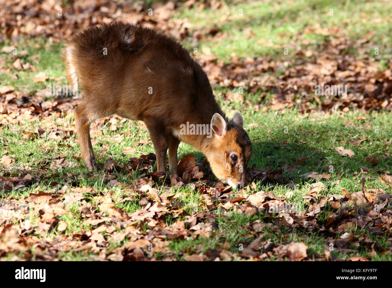 Muntjac deer fawn hi-res stock photography and images - Alamy
