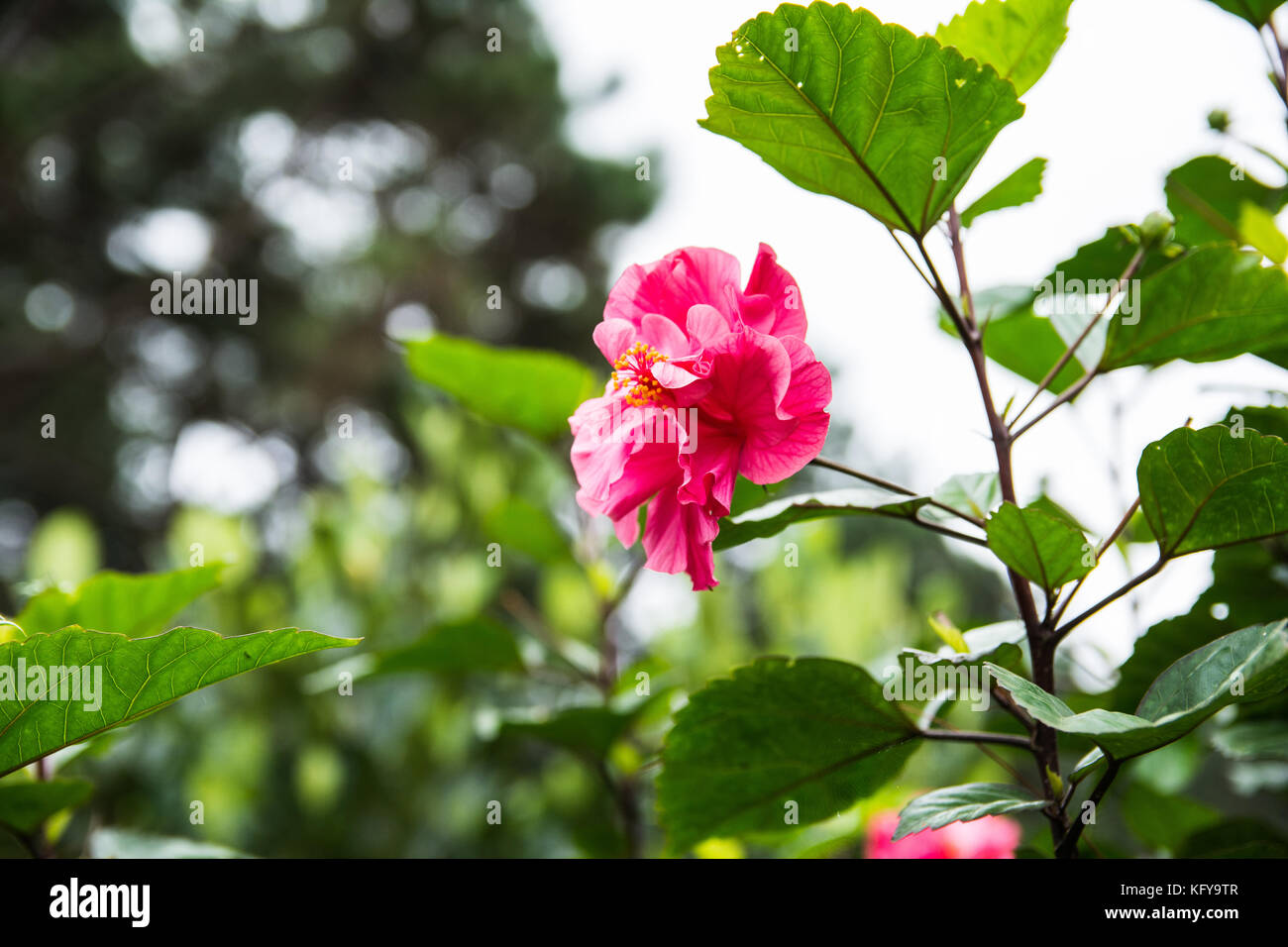 Hibiscus rosa sinensis brilliant red hi-res stock photography and ...