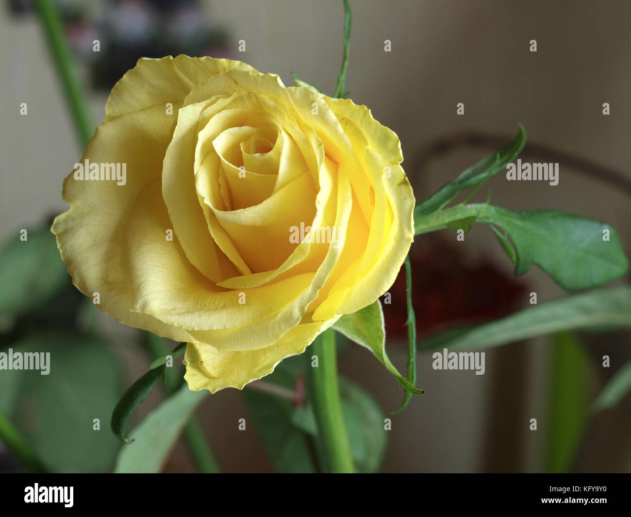 Yellow color rose blossom view close up Stock Photo - Alamy