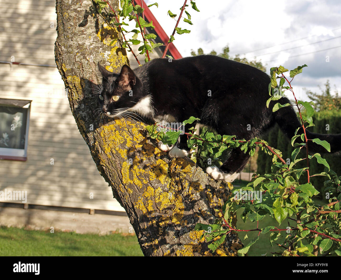 Black cat on the tree looking for birds Stock Photo - Alamy