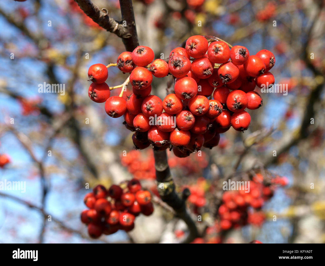 Rowan mountain ash tree hi-res stock photography and images - Alamy