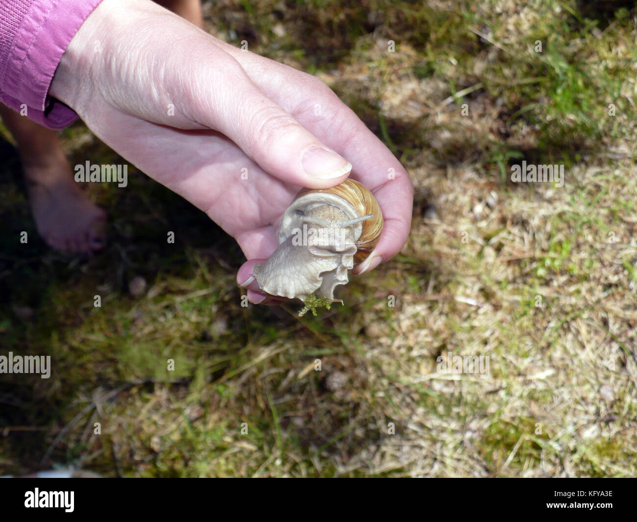 Snail view hi-res stock photography and images - Alamy
