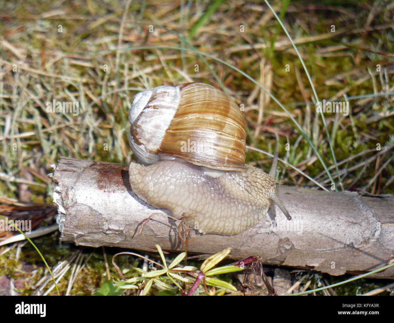Big snail on wooden log close up Stock Photo - Alamy