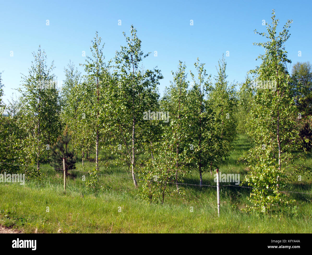 Birch trees planted on country farm field Stock Photo - Alamy