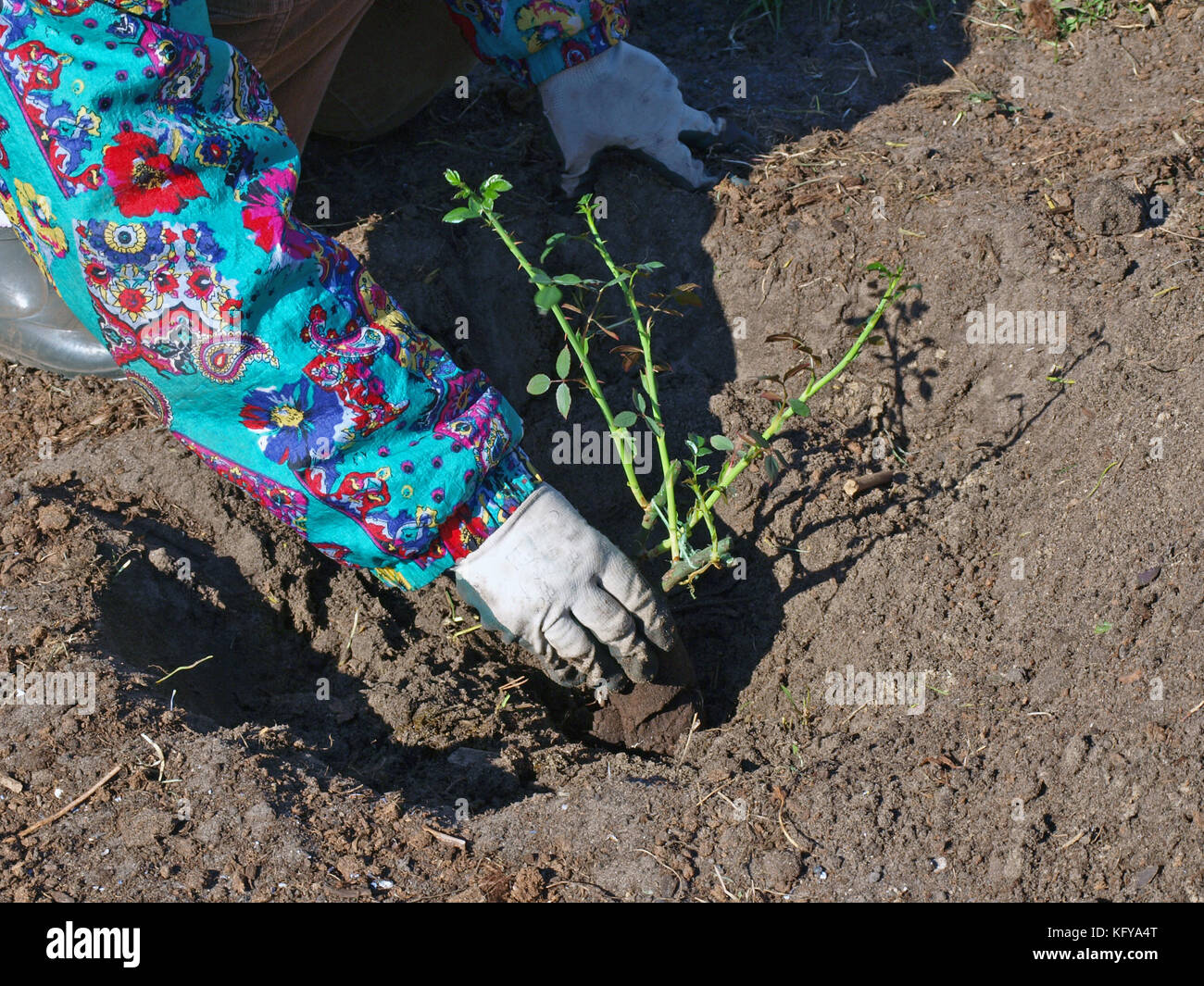 Planting small rose bush in the garden soil Stock Photo - Alamy