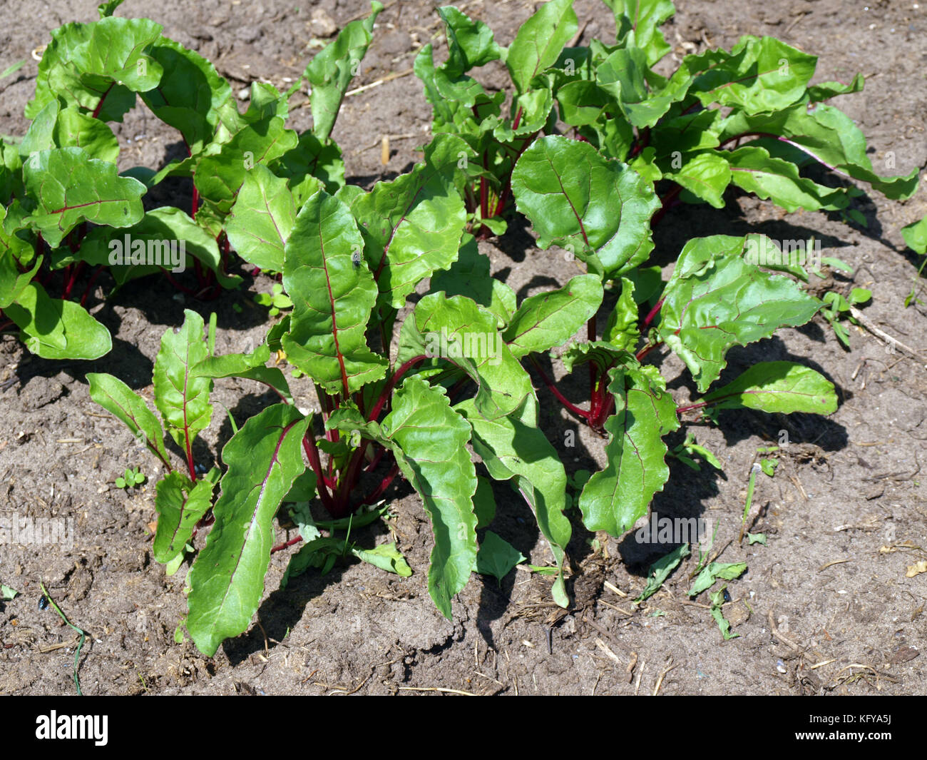 Rows with young red beets in garden Stock Photo - Alamy