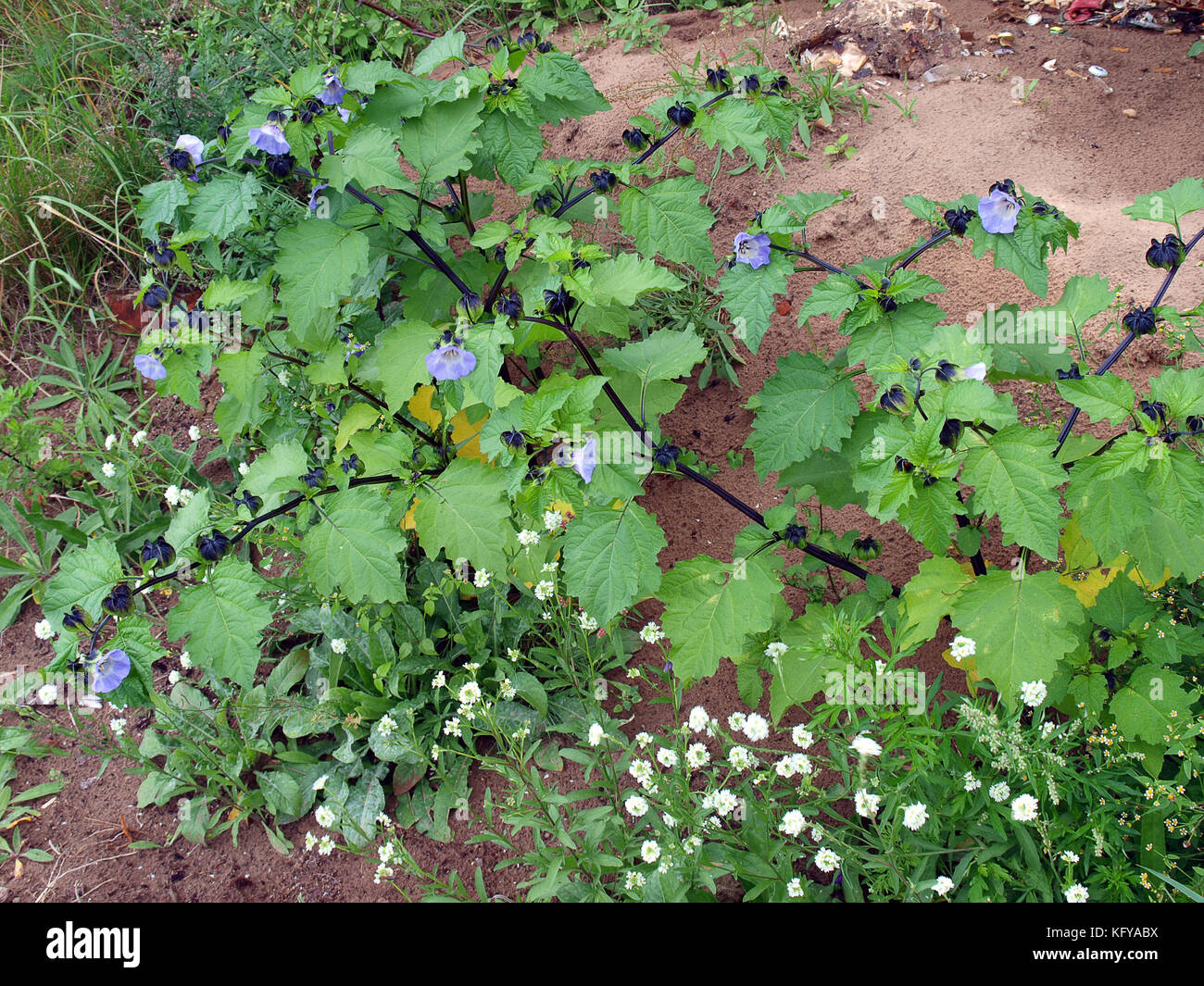 Flowering wild plant nicandra or apple of Peru Stock Photo - Alamy