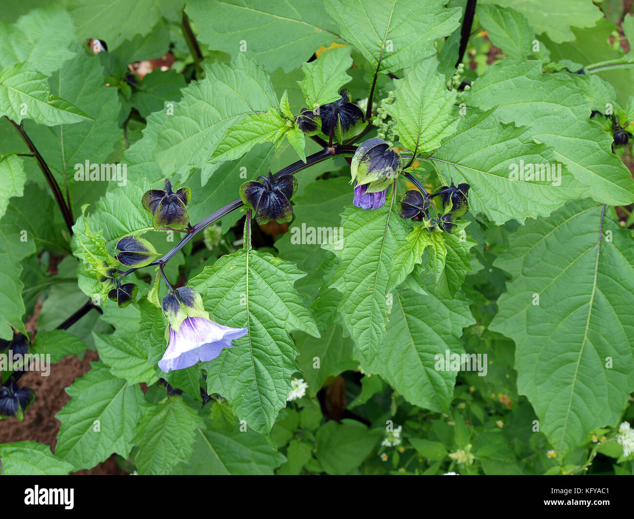 Flowering wild plant nicandra or apple of Peru Stock Photo - Alamy