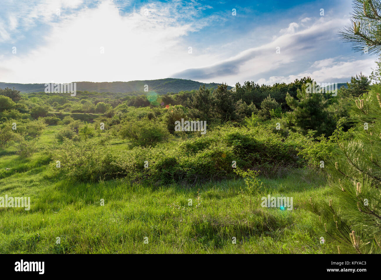 Sunny field sunset green landscape Stock Photo - Alamy