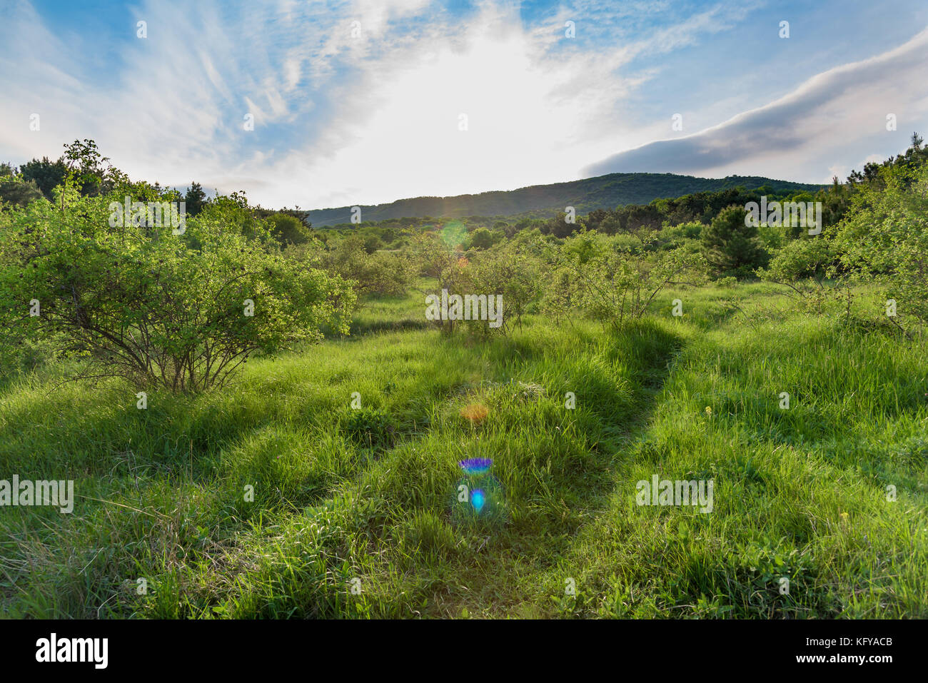 Landscape, sunset road in a field Stock Photo - Alamy