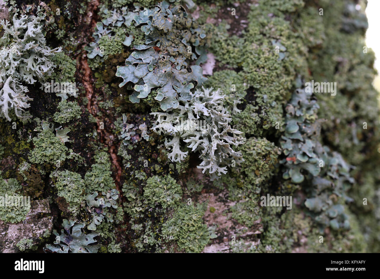 Lichen / Lichen growing on the tree Stock Photo - Alamy