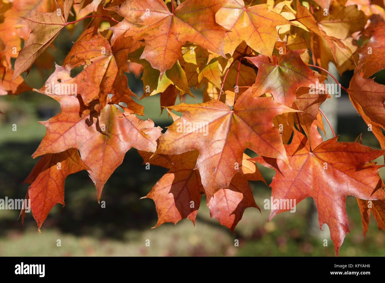 Fall Colors of Pacific Sunset Maple Trees, Marion County, Western ...