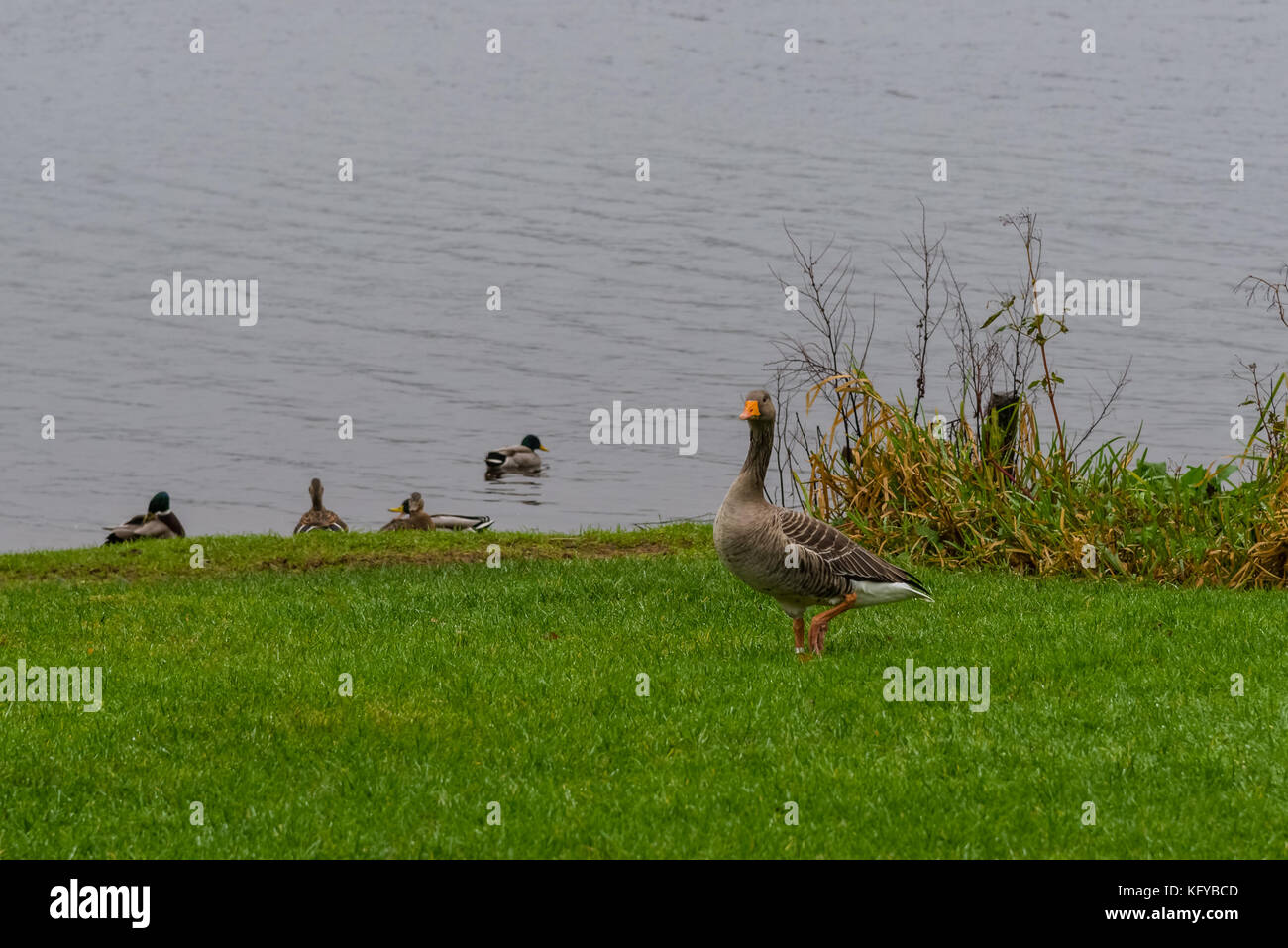 Castle Semple, Lochwinnoch, Scotland-October 28, 2017: Nature Trail at ...