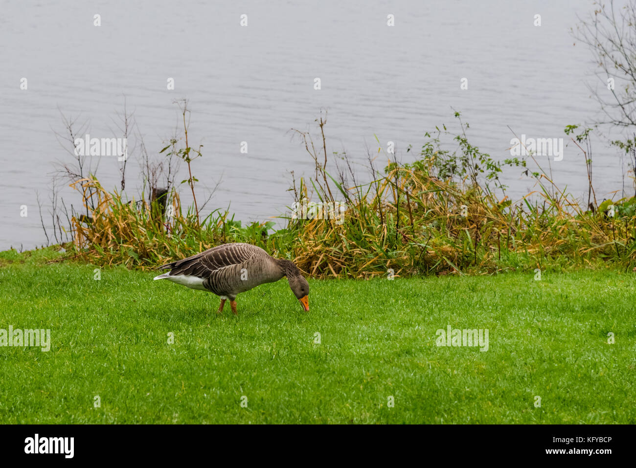 Castle Semple, Lochwinnoch, Scotland-October 28, 2017: Nature Trail at ...