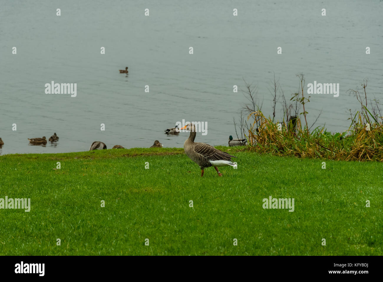 Castle Semple, Lochwinnoch, Scotland-October 28, 2017: Nature Trail at ...
