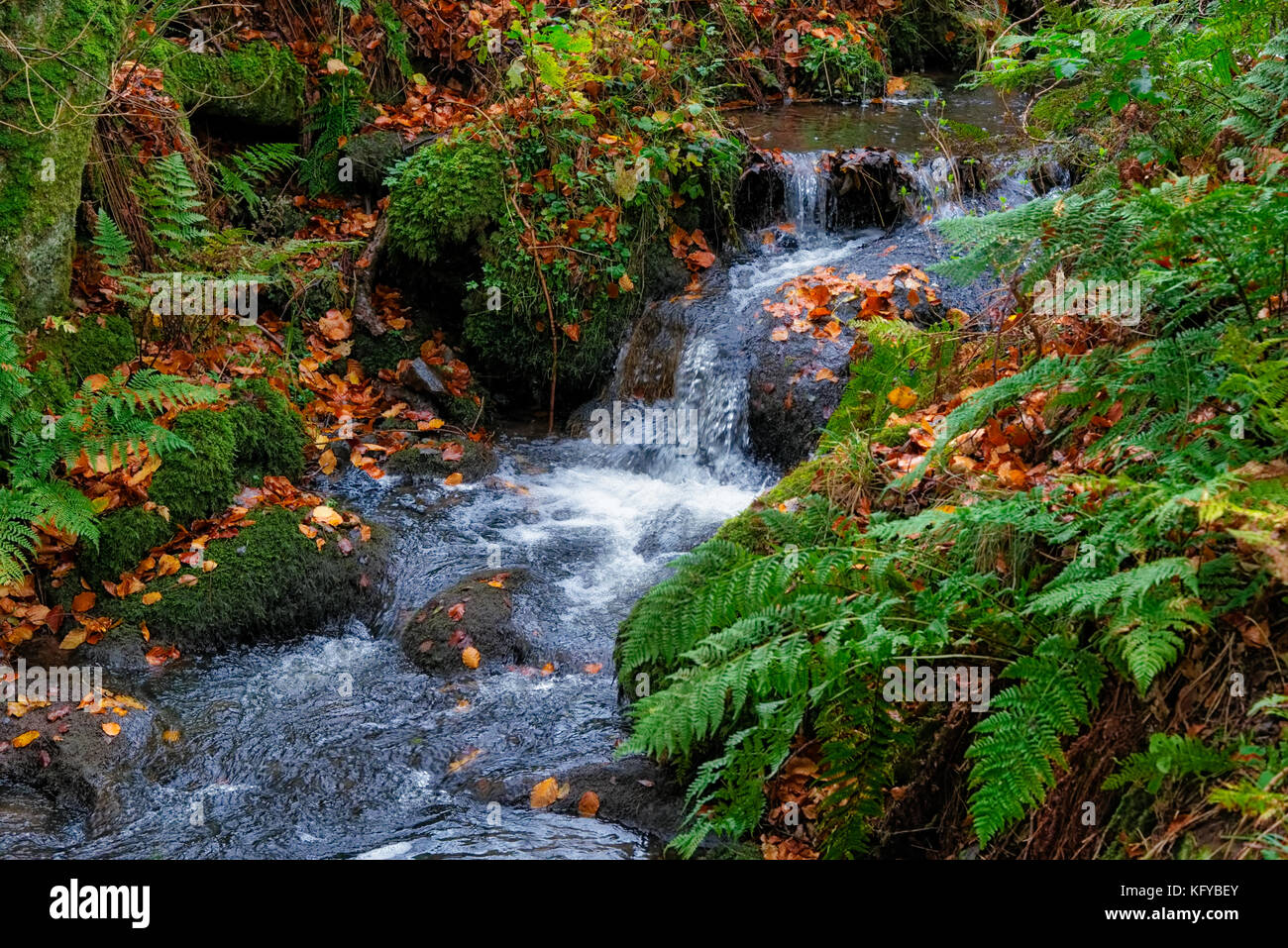 Castle Semple, Lochwinnoch, Scotland-October 28, 2017: Nature Trail at ...