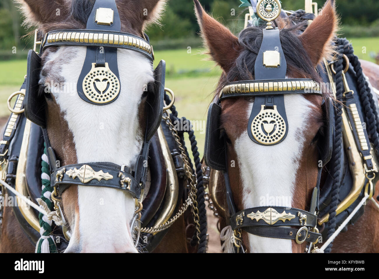 Shire horse head hi-res stock photography and images - Alamy