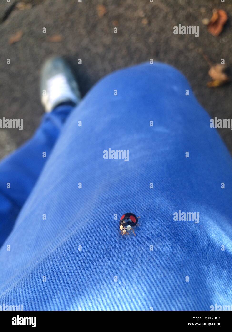 Lady bug crawling up denim leg Stock Photo - Alamy