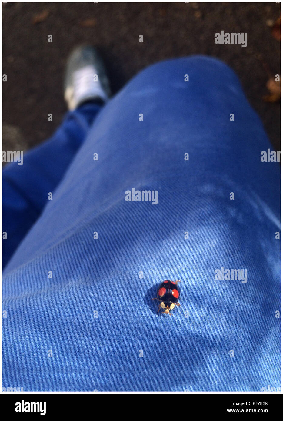 Lady bug crawling up denim leg Stock Photo - Alamy