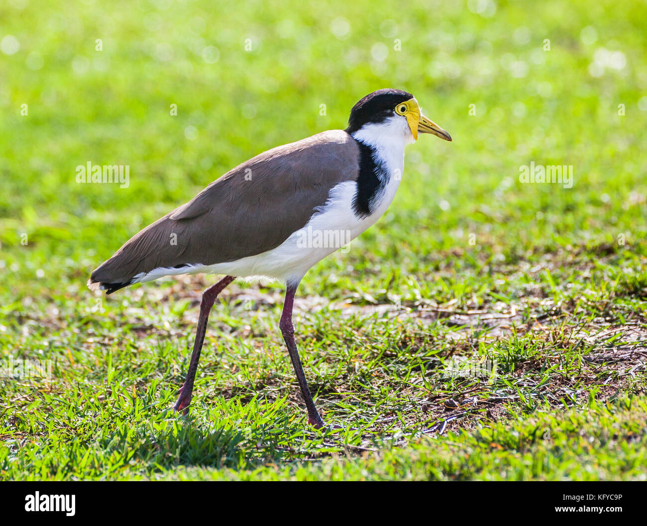 Masked Lapwing with characteristic yellow wattles at the shores of ...
