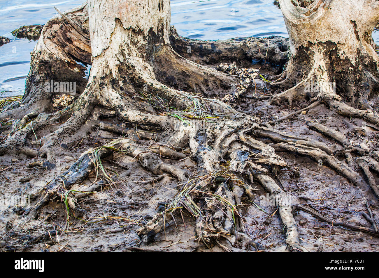Dead mangrove hi-res stock photography and images - Alamy