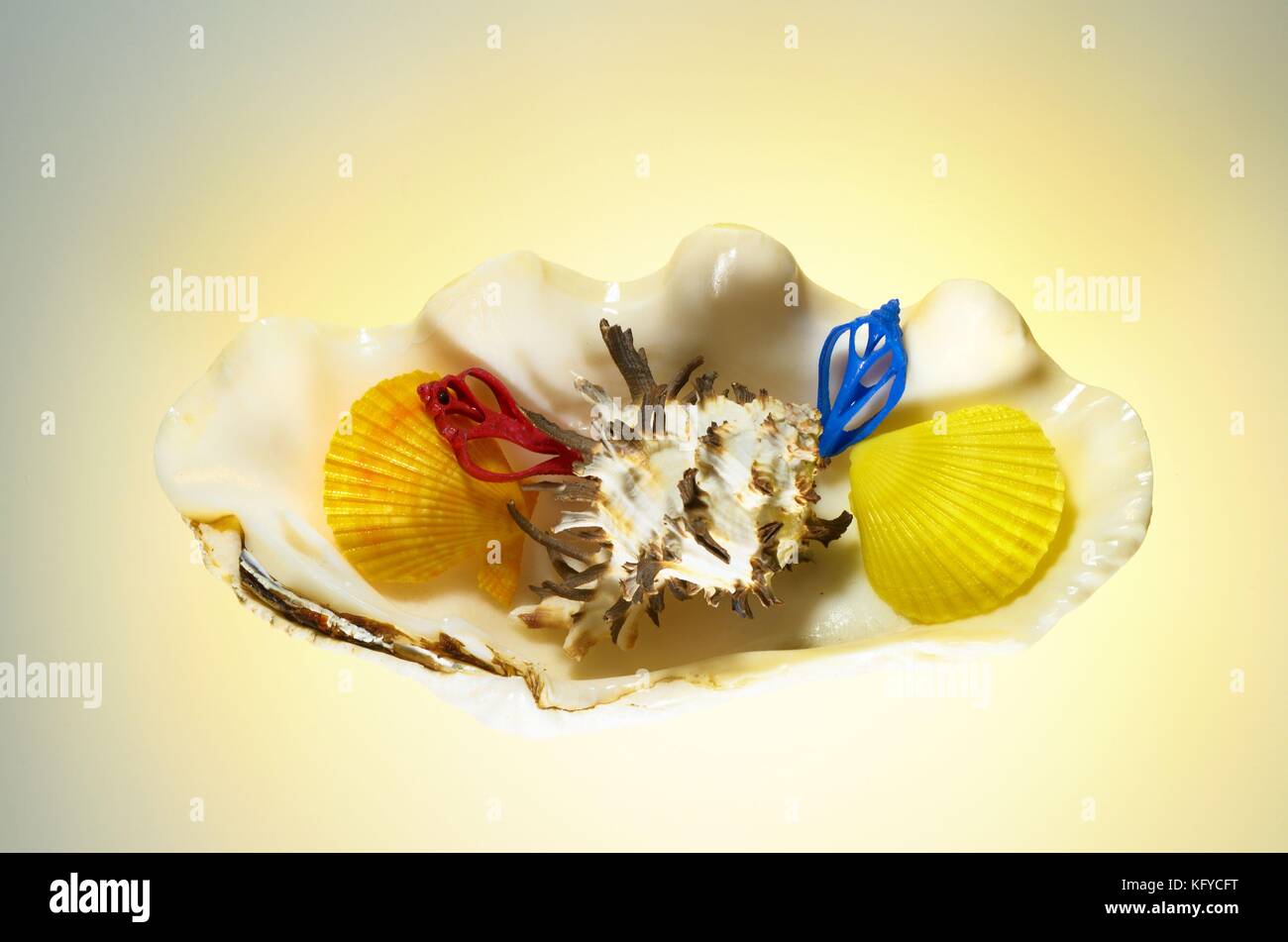 Small sea shells lying inside a large conch shell Stock Photo - Alamy