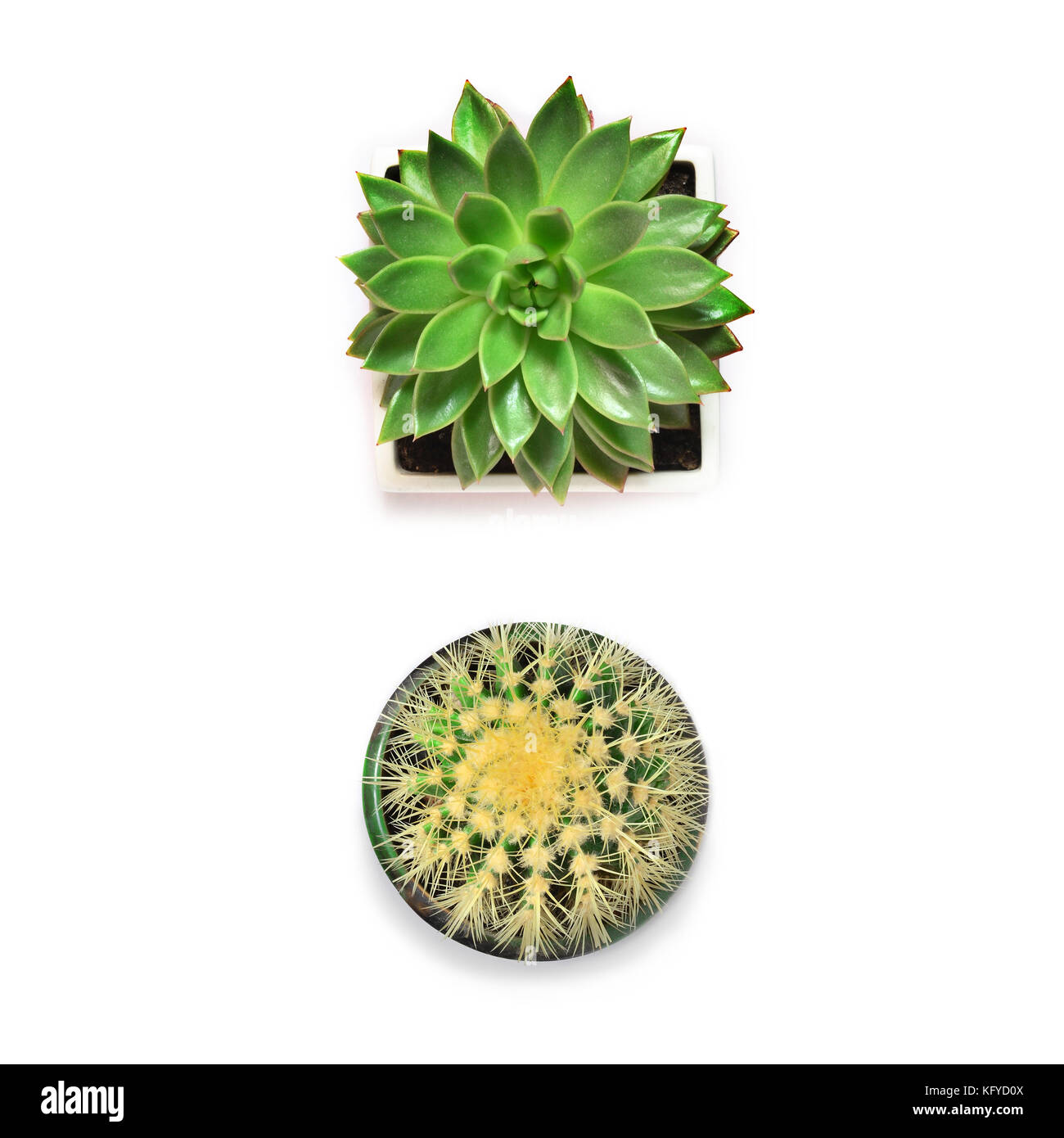 Cactus on desk Cut Out Stock Images & Pictures - Alamy