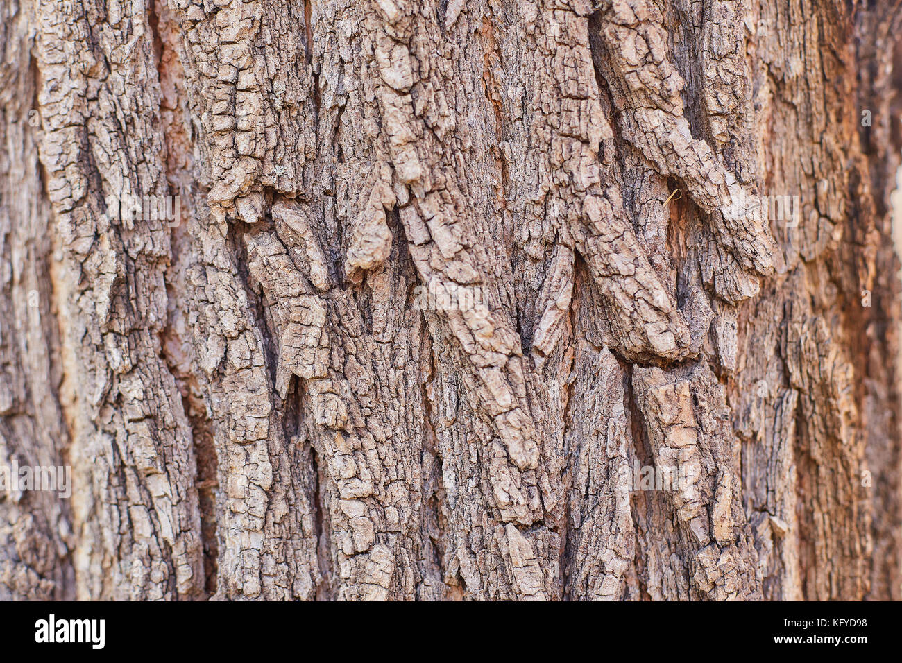 Old Wood Tree Texture Background Pattern Stock Photo - Alamy