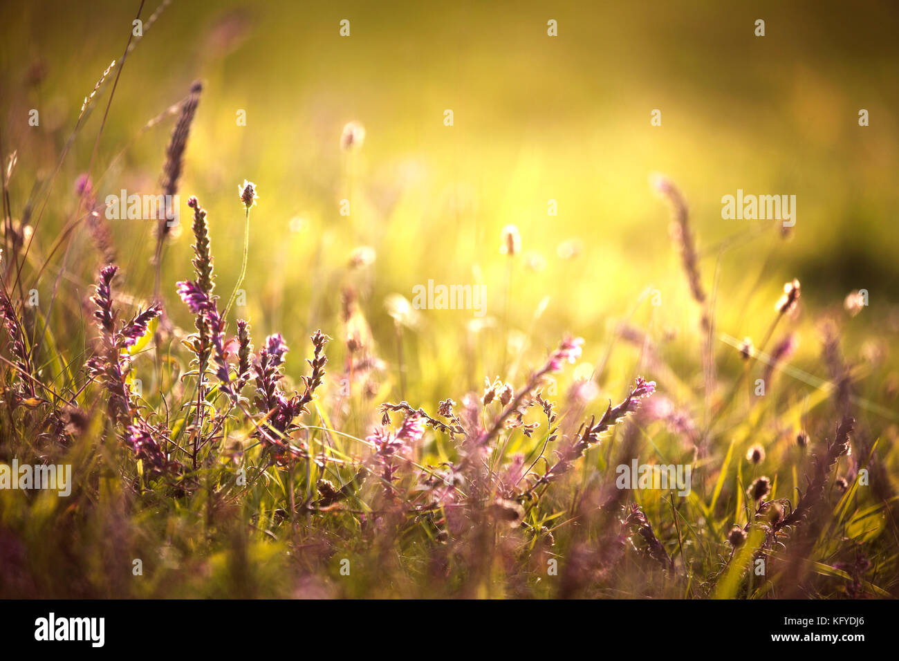 Heather and grass in beautiful warm sunlight Stock Photo - Alamy