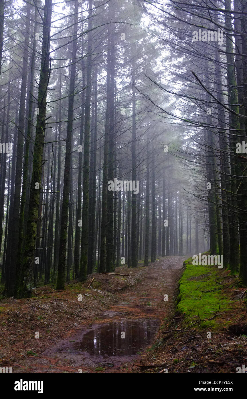 Tall straight trees hi-res stock photography and images - Alamy