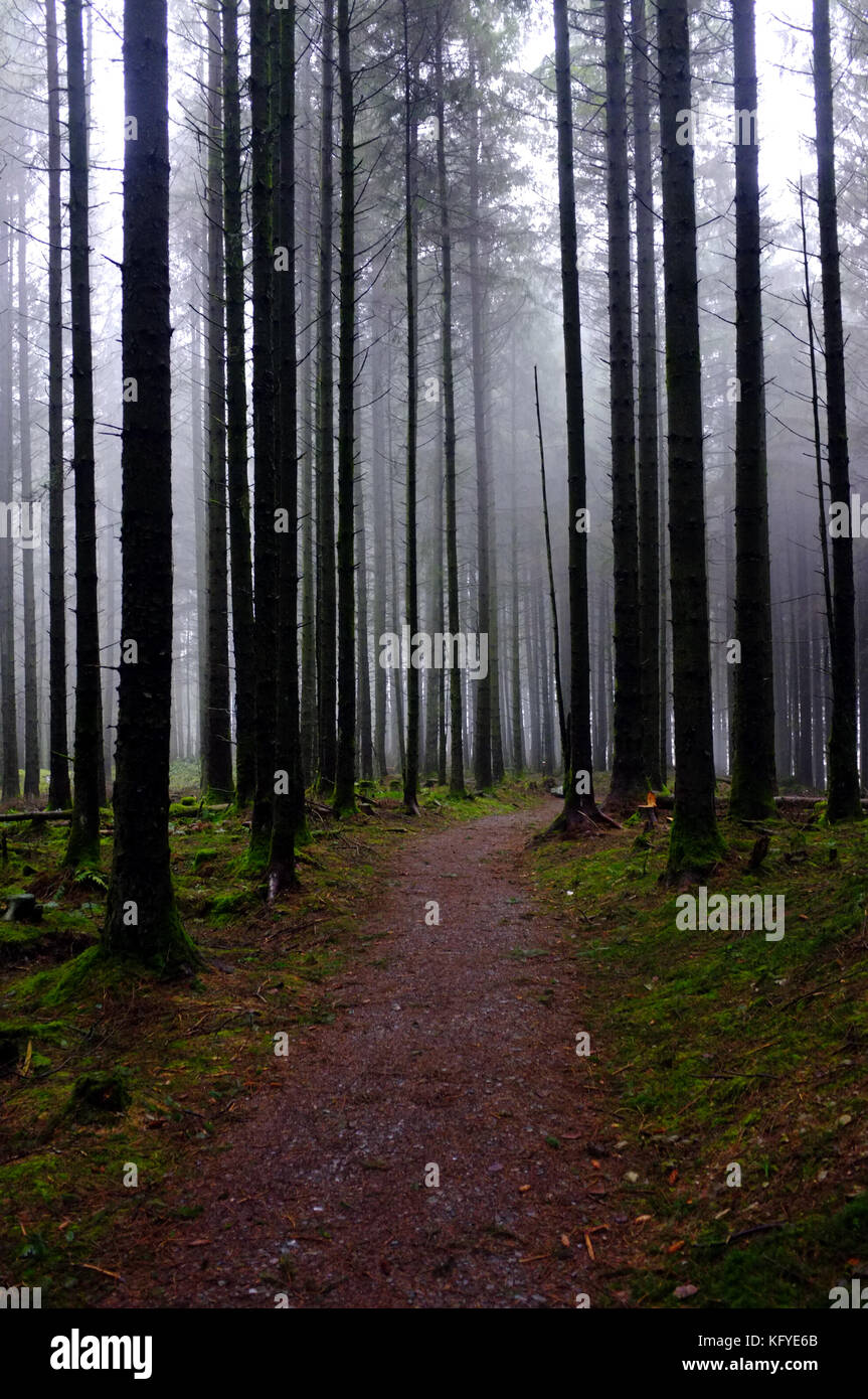 Tall straight trees hi-res stock photography and images - Alamy