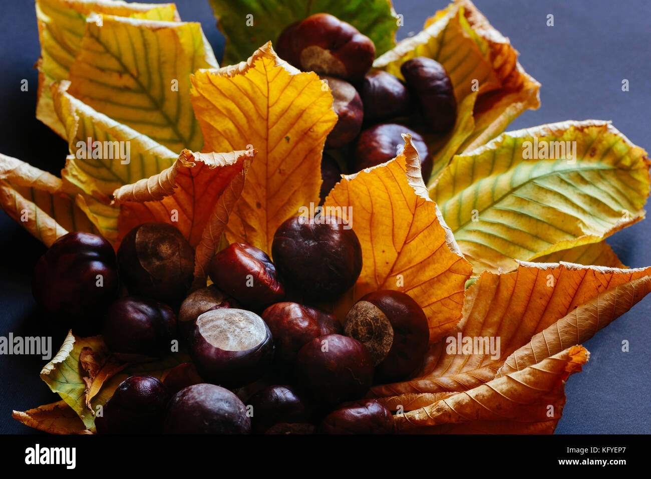 Chestnuts on a yellow leaves Stock Photo - Alamy