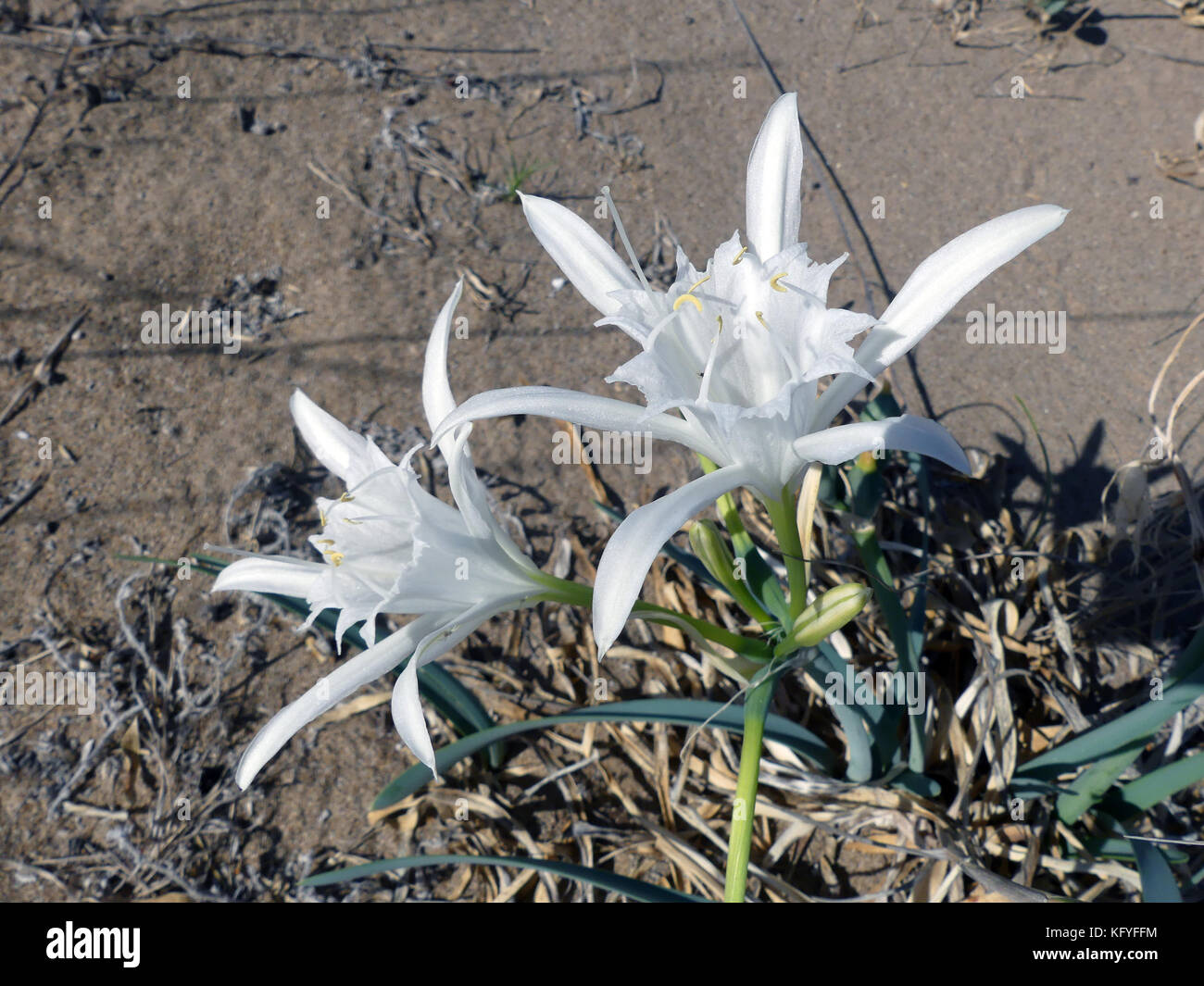 DESERT DAFFODIL Pancratium martimum on a beach in southern Turkey near ...