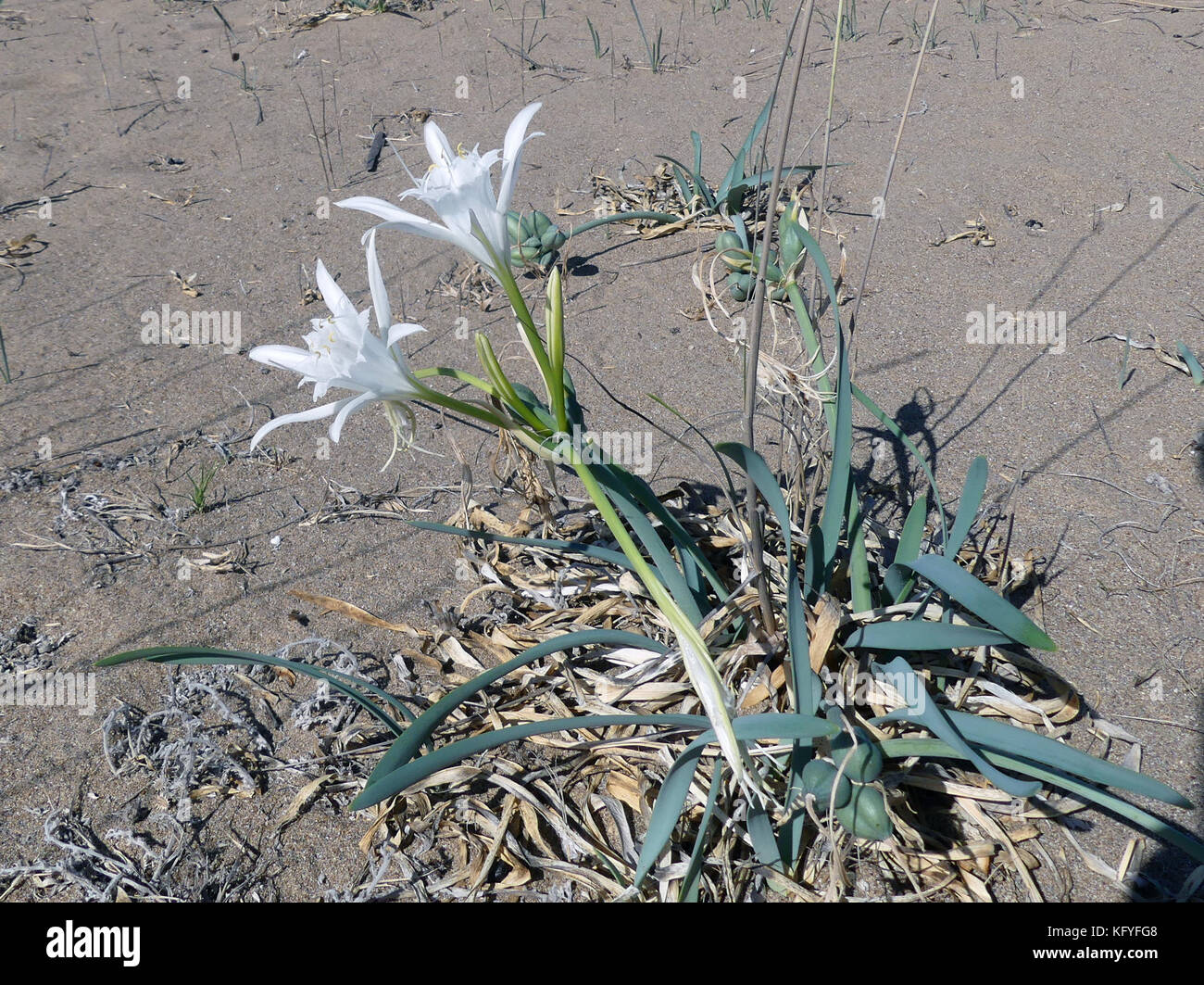 DESERT DAFFODIL Pancratium martimum on a beach in southern Turkey near ...