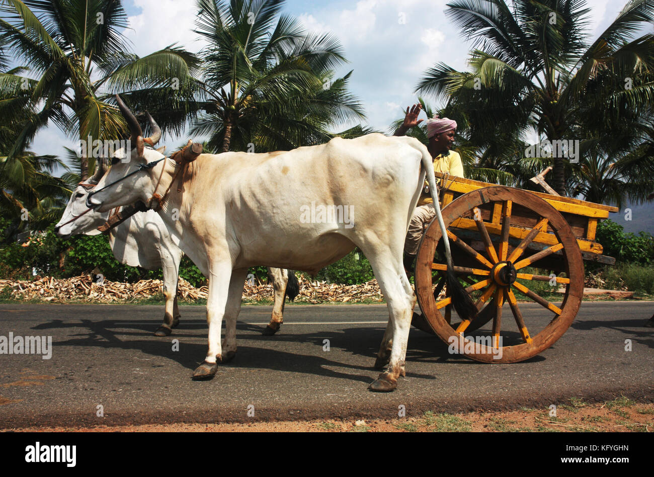 Bull pulling cart hi-res stock photography and images - Alamy