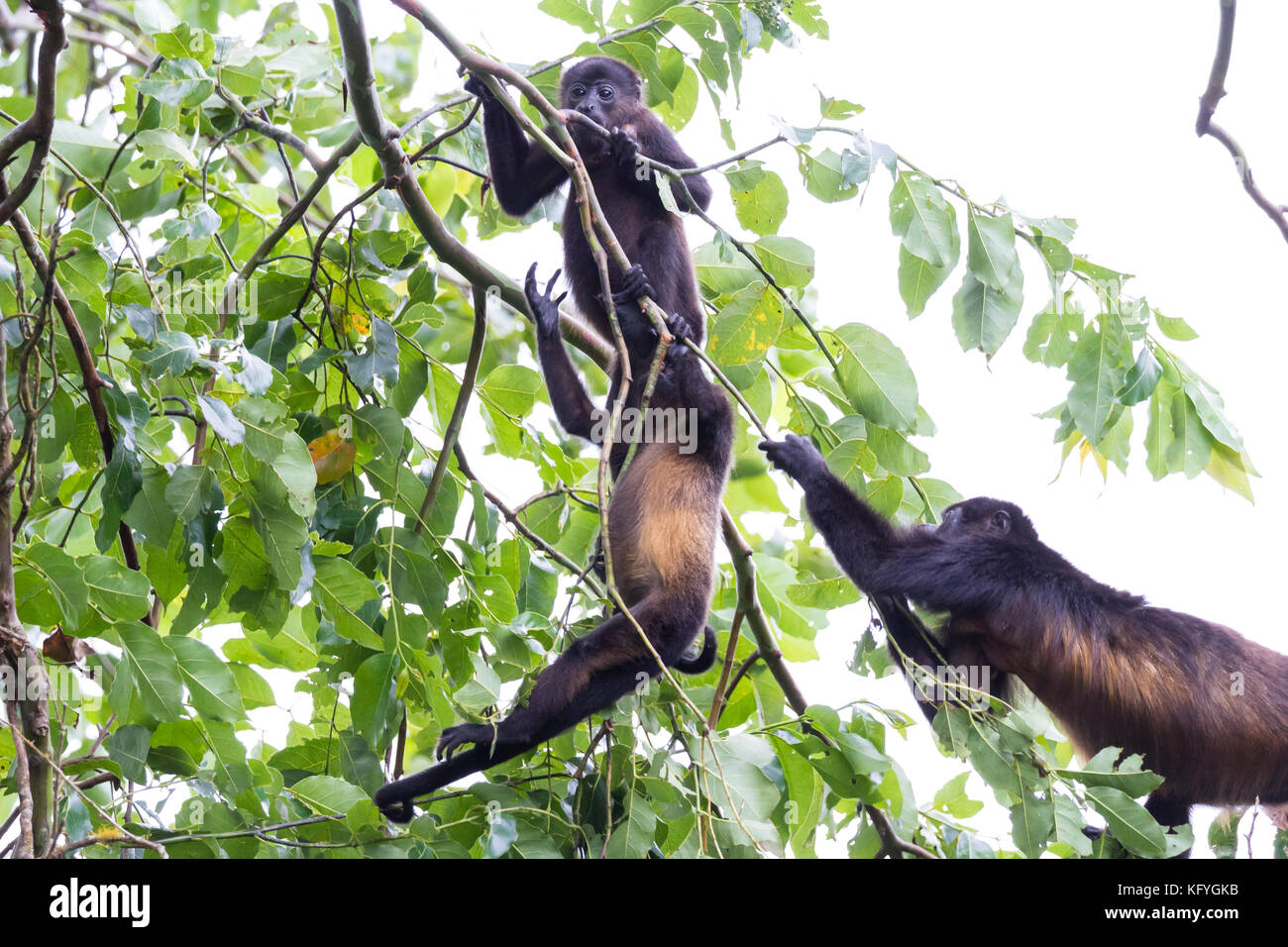 Caring howler monkey mother helping her baby cross from one branch to ...
