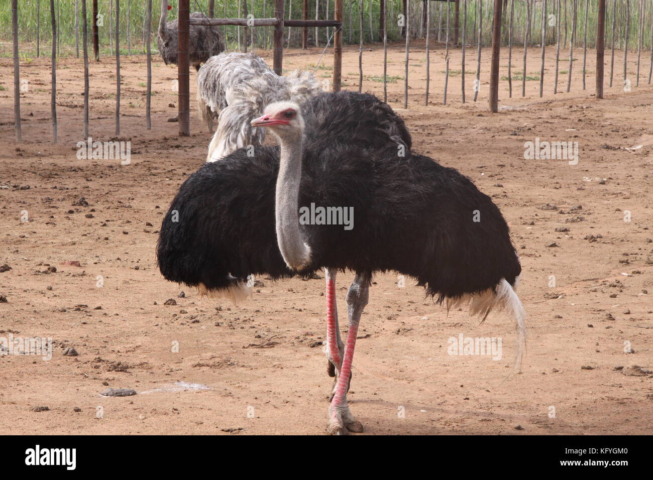 Ostritch hi-res stock photography and images - Alamy