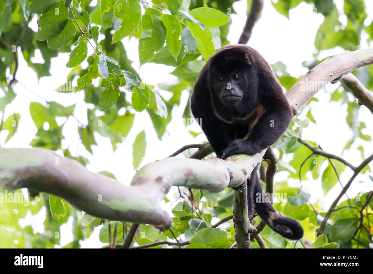 Adult male howler monkey walking across a large branch in the ...