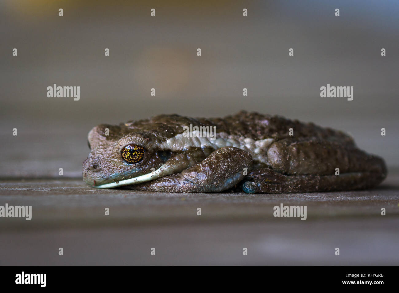small brown frog with beautiful golden eyes laying down on a wooden ...