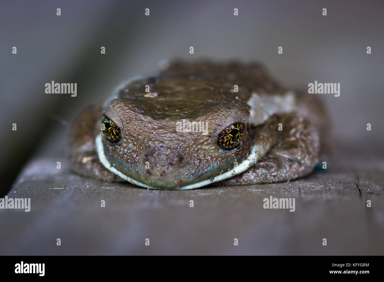 small brown frog with beautiful golden eyes laying down on a wooden ...