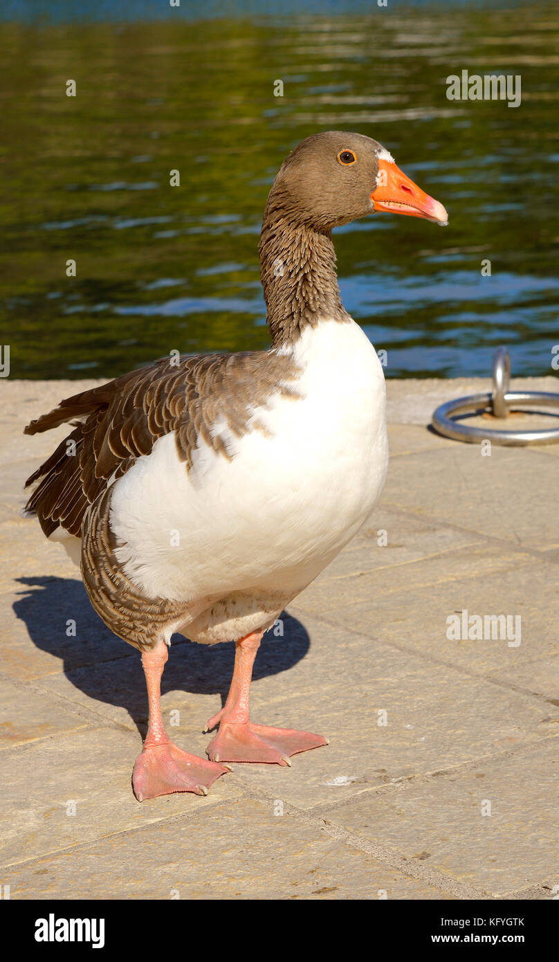 Greylag goose Latin name Anser anser is the largest and bulkiest of the ...