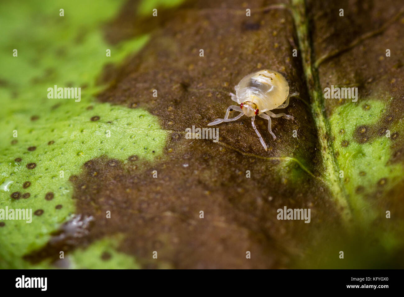 close up of a small spider mite on a dying leaf Stock Photo - Alamy