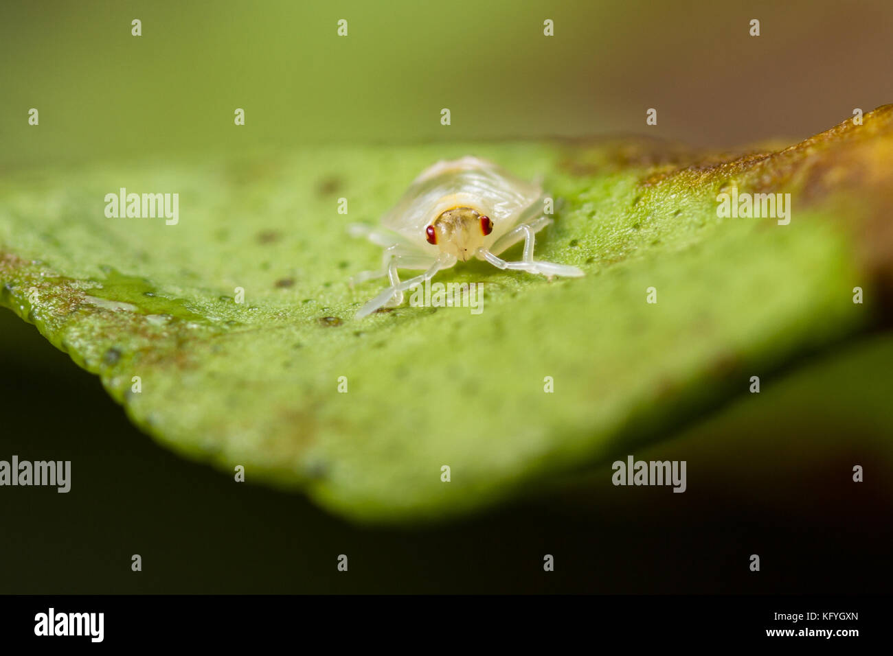 Red mite larvae hi-res stock photography and images - Alamy