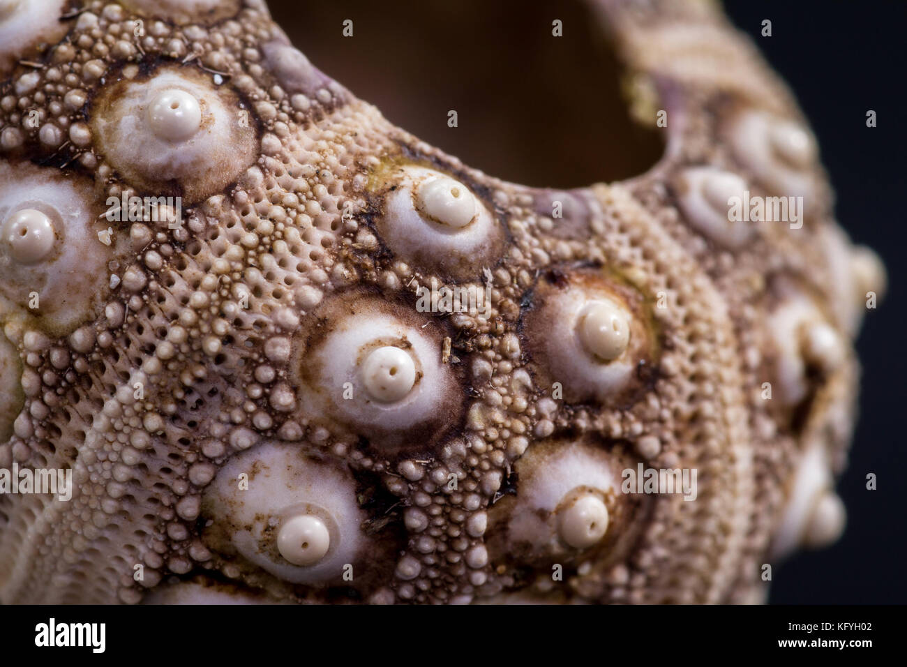 Complex life form hi-res stock photography and images - Alamy