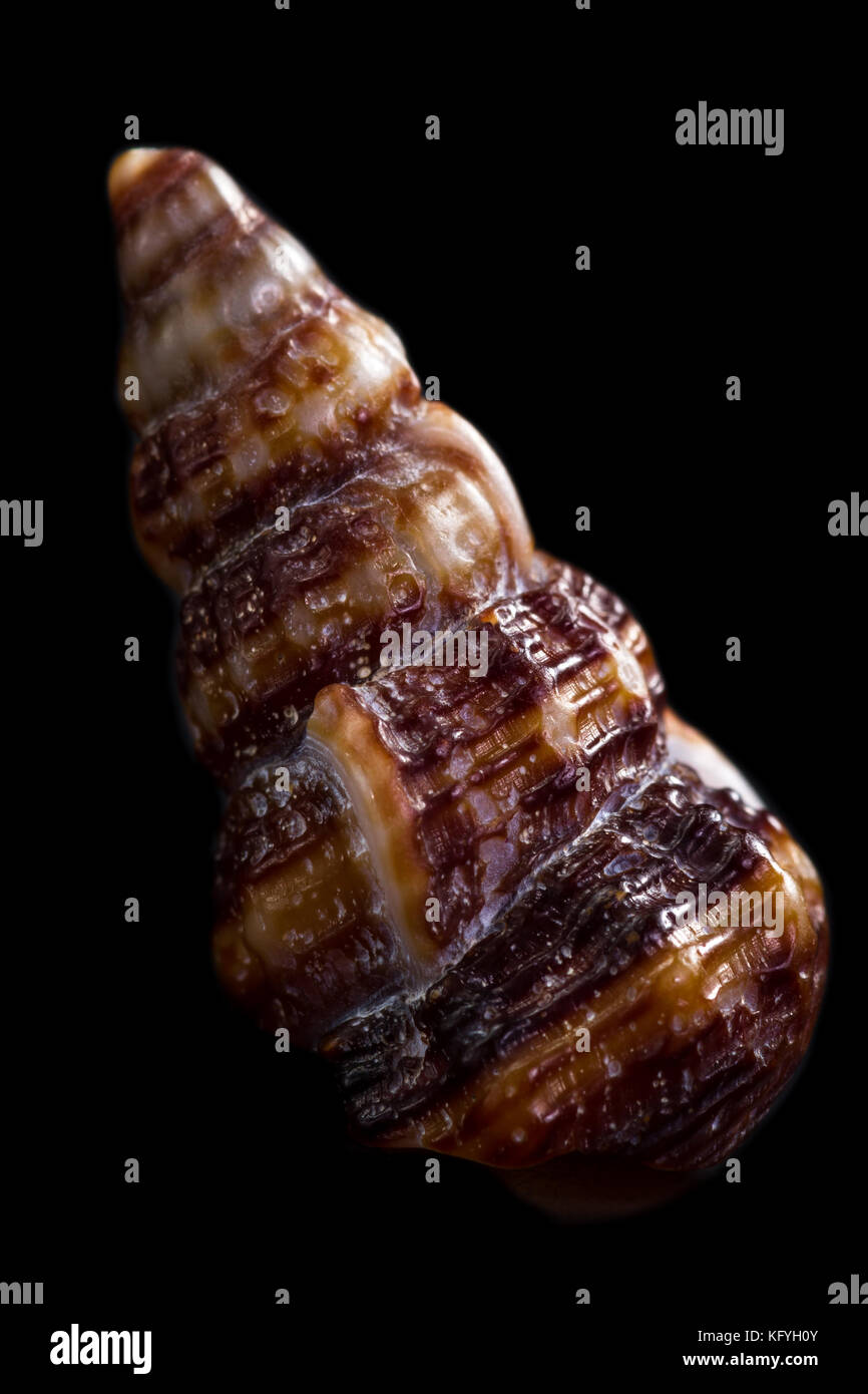 beautiful sea shell adorned by amazing natural patterns and color Stock ...