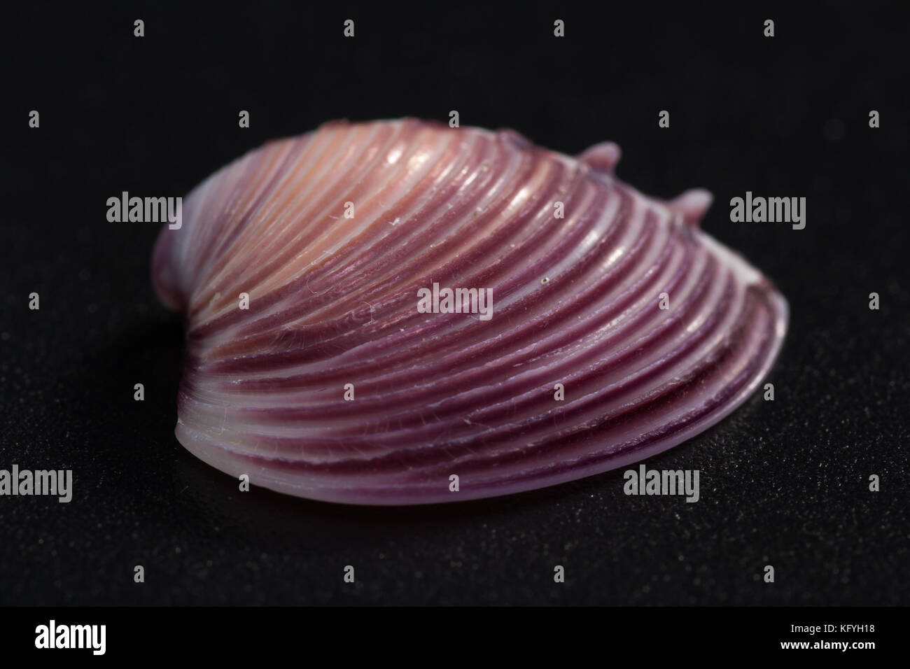 beautiful sea shell adorned by amazing natural patterns and color Stock ...