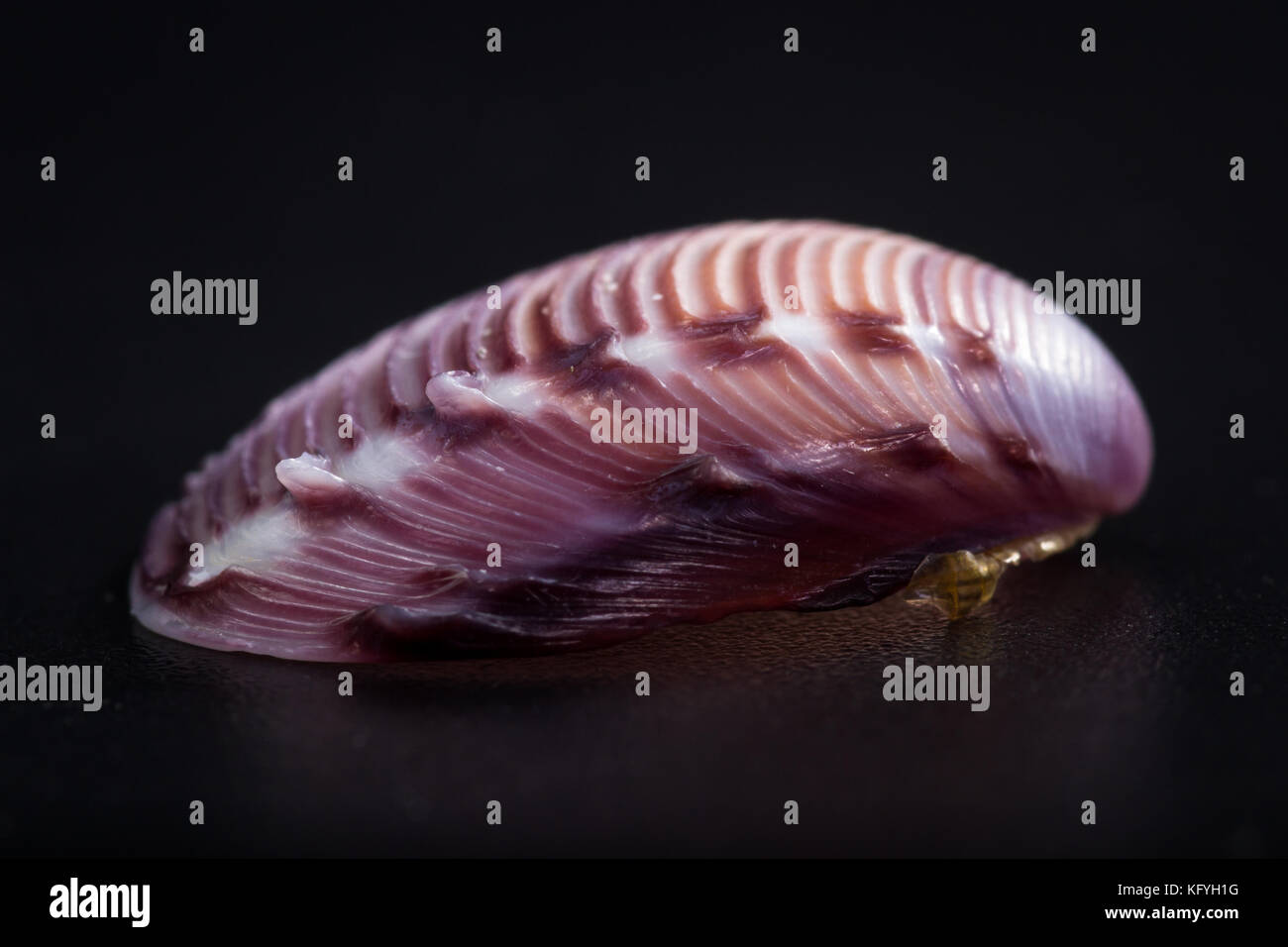 beautiful sea shell adorned by amazing natural patterns and color Stock ...