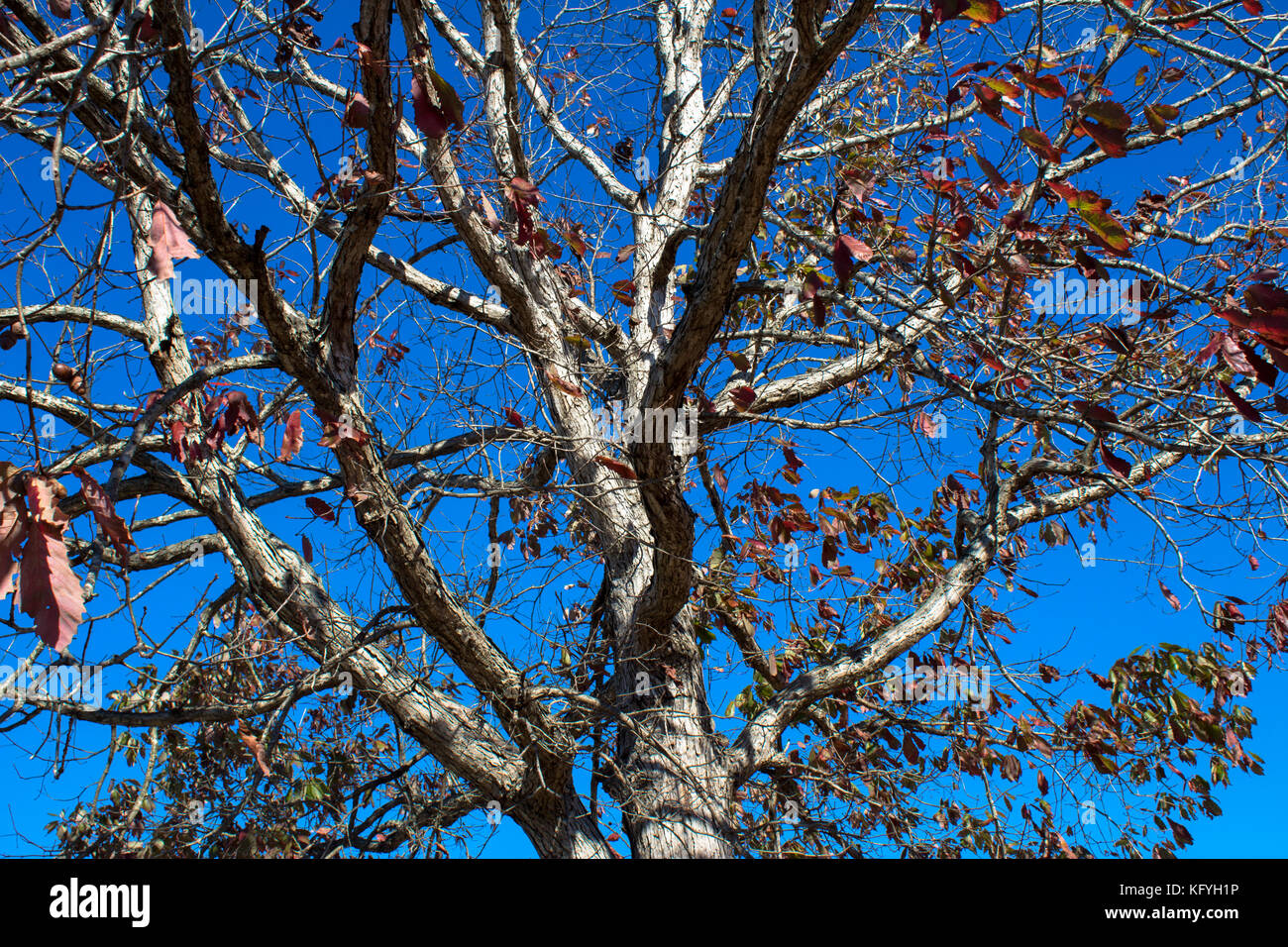 Leaves falling of their respective branches Stock Photo - Alamy